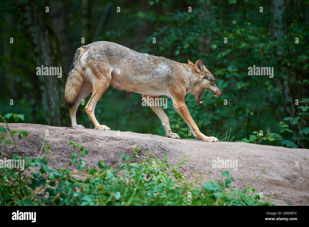 European gray wolf (Canis lupus), stretching in the forest, Germany ...