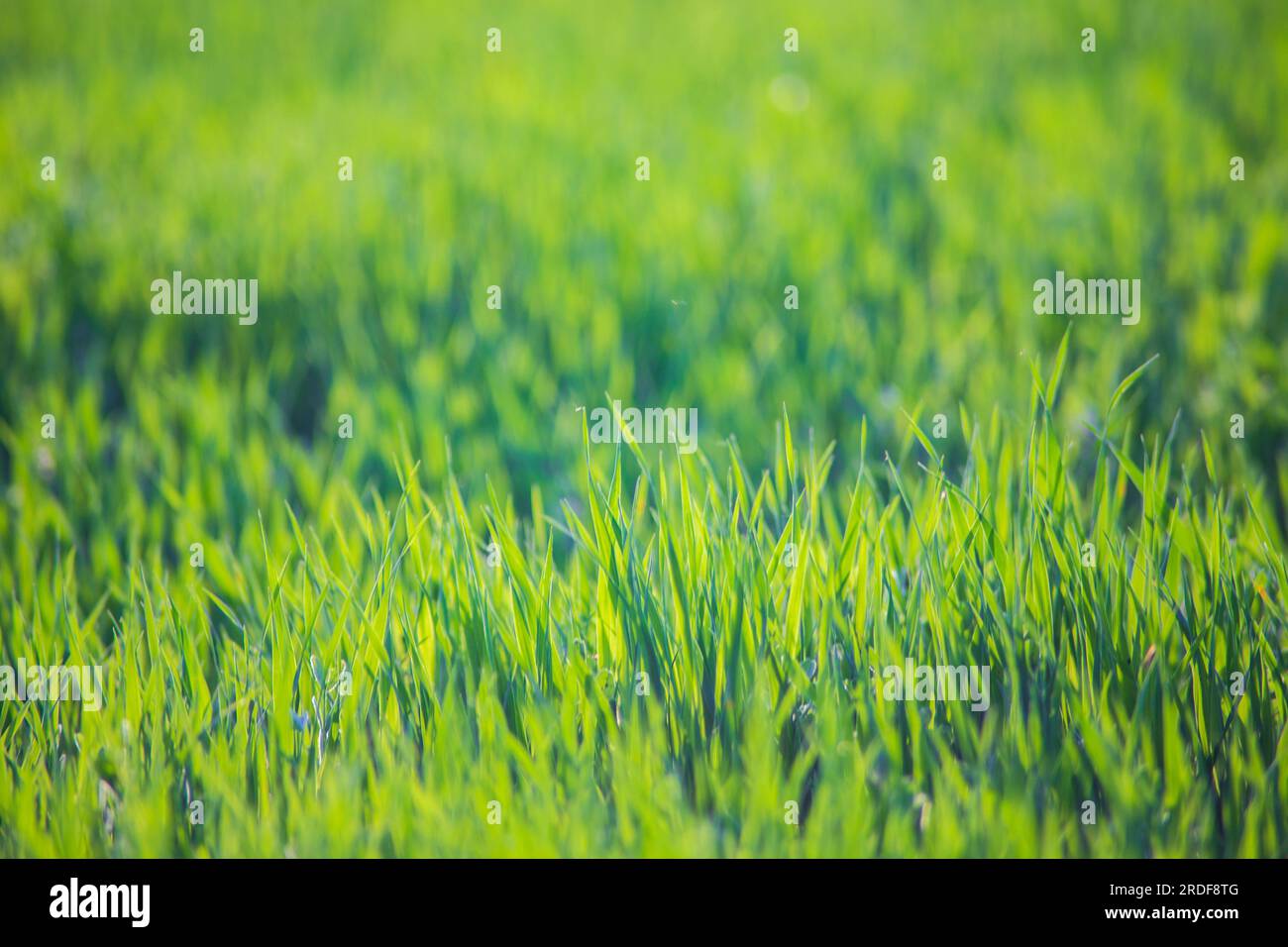 Fresh green grass on a sunny summer day close-up. Beautiful natural ...