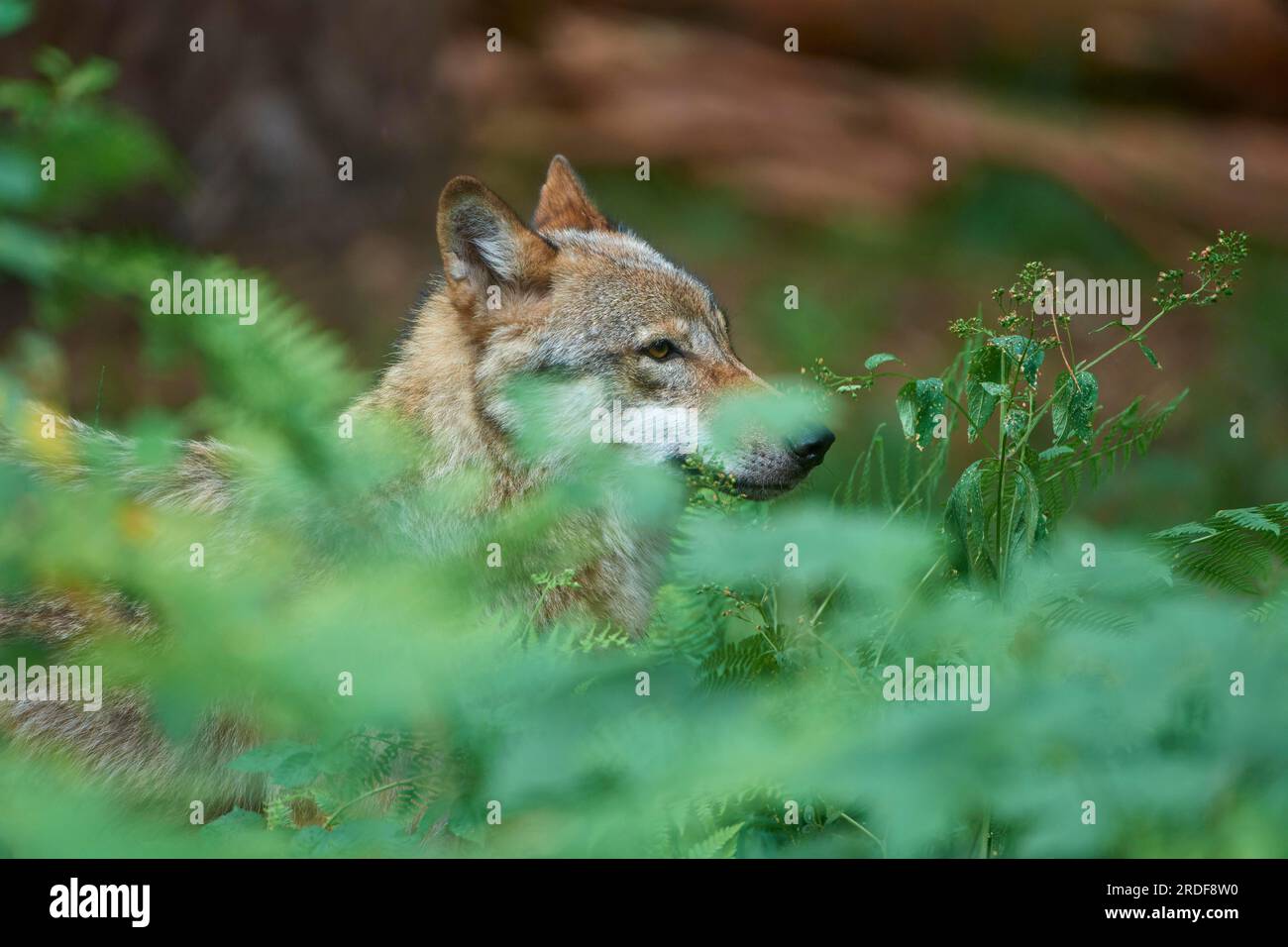 European gray wolf (Canis lupus), lying in the forest, Germany Stock ...