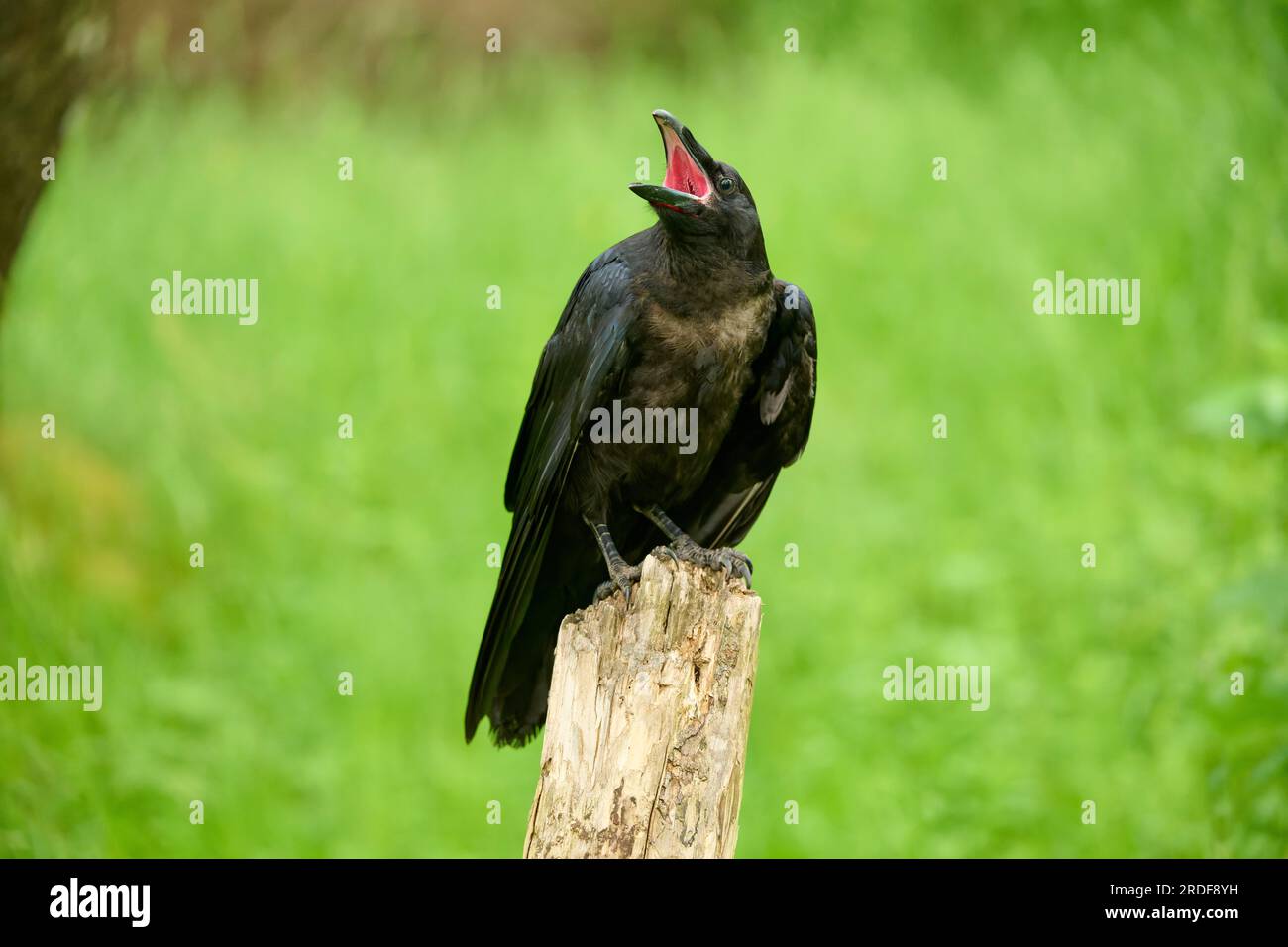 Common raven (Corvus corax), young bird sitting on wooden pole calling ...