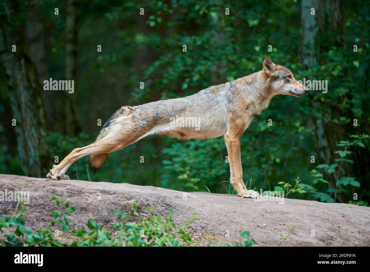 European gray wolf (Canis lupus), stretching in the forest, Germany ...
