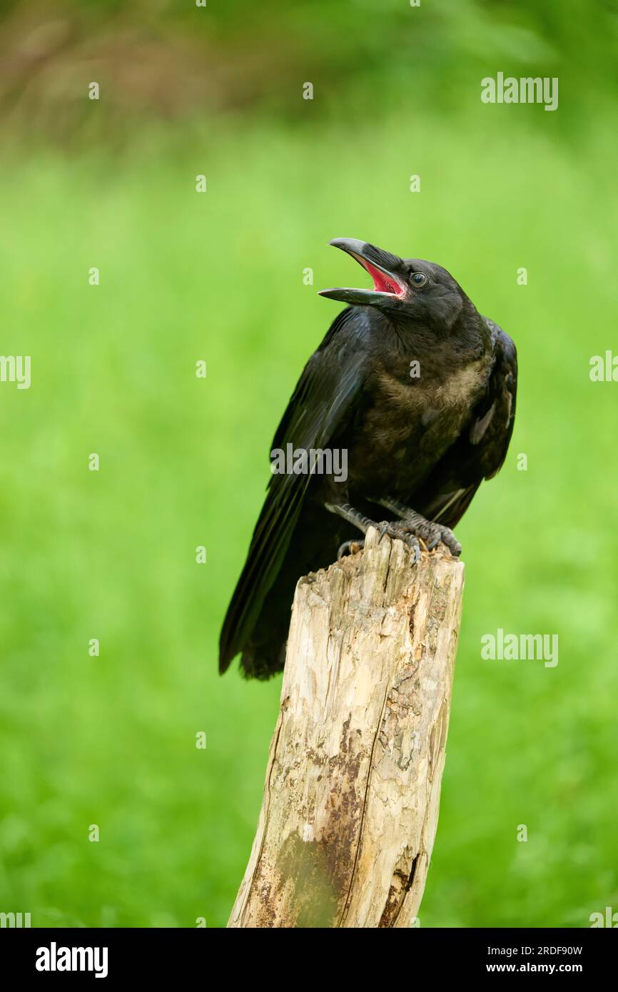 Common raven (Corvus corax), young bird sitting on wooden pole calling ...