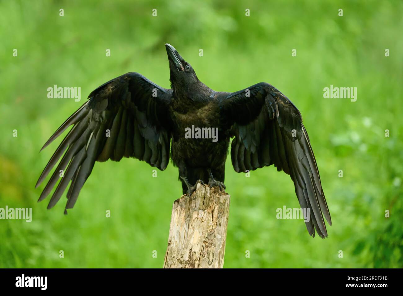 Common raven (Corvus corax), young bird sitting on wooden pole flapping ...