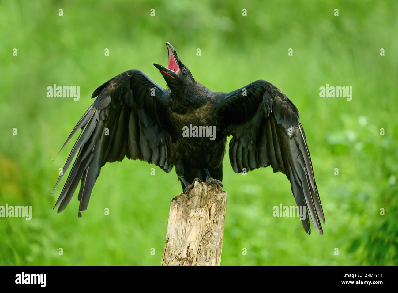 Common raven (Corvus corax), young bird sitting on wooden pole calling ...