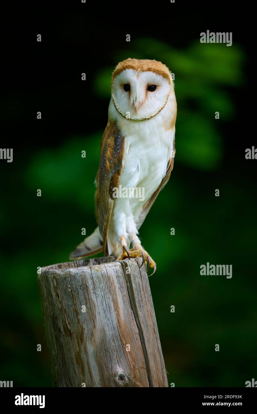 Common barn owl (Tyto alba), sitting on wooden pole, Bohemian Forest ...
