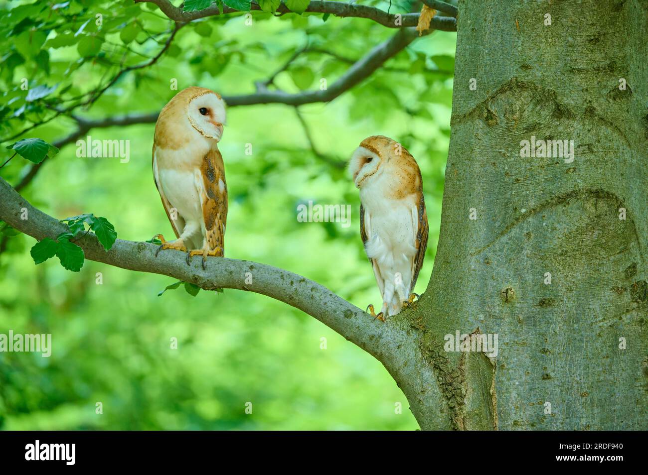 Common barn owl (Tyto alba), two birds sitting in a tree, Bohemian ...