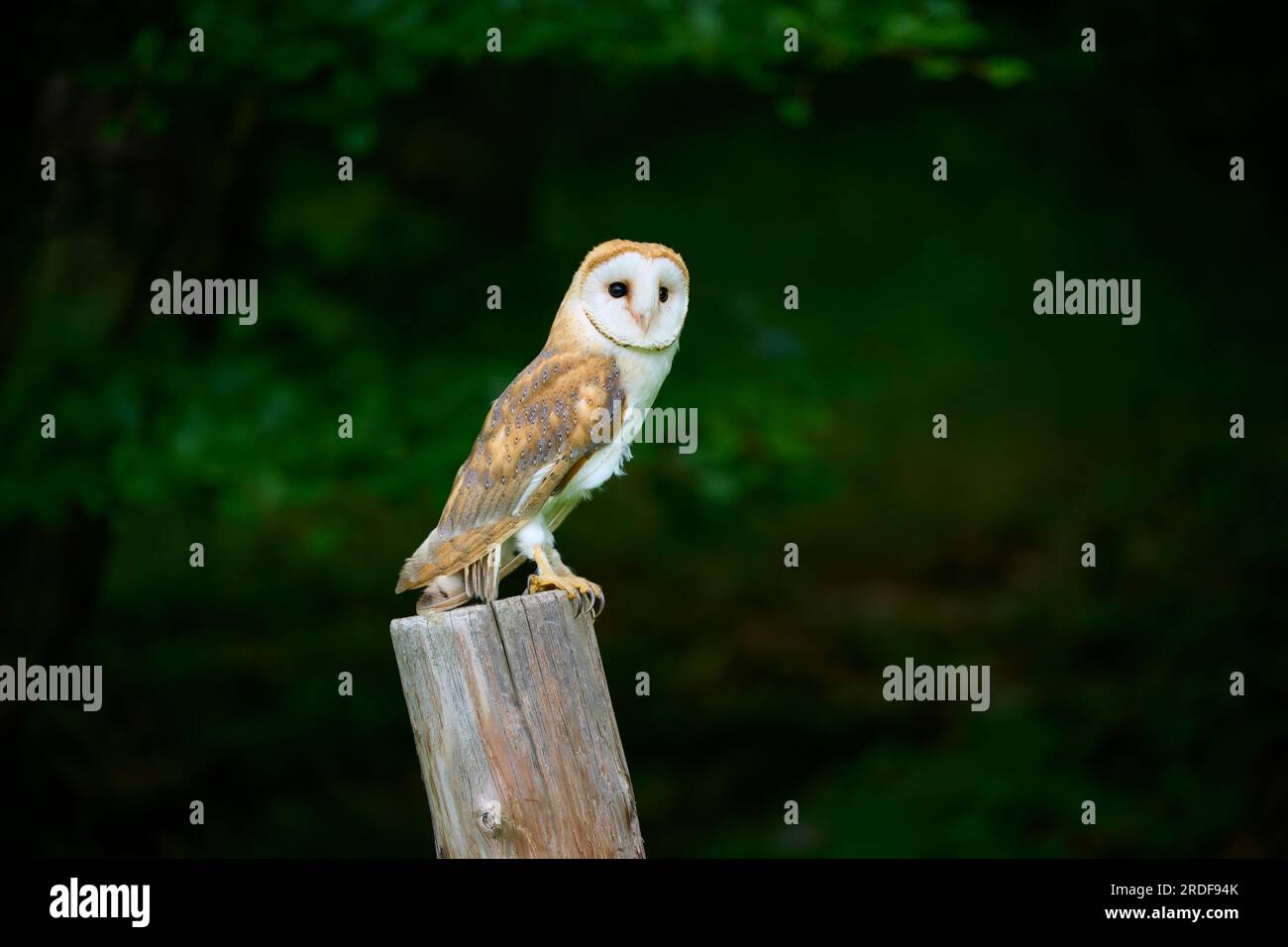 Common barn owl (Tyto alba), sitting on wooden pole, Bohemian Forest ...