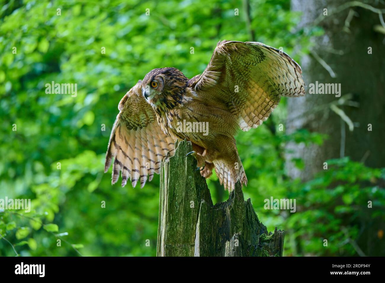 Eurasian eagle-owl (Bubo bubo), sitting on tree trunk flapping its ...