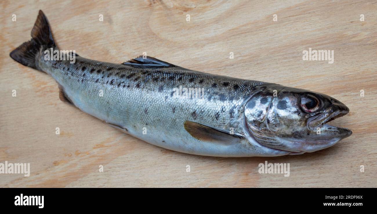 Lake trout caught in Maine on a wood table Stock Photo - Alamy