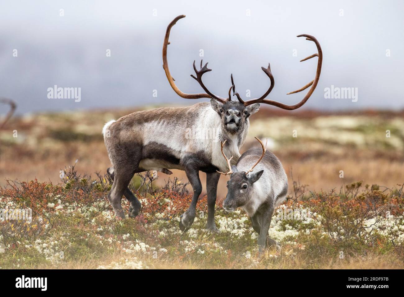 Wild mountain reindeer (Rangifer tarandus tarandus), reindeer, bull ...