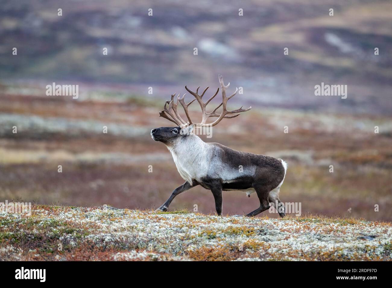 Wild mountain reindeer (Rangifer tarandus tarandus), bull in autumn ...