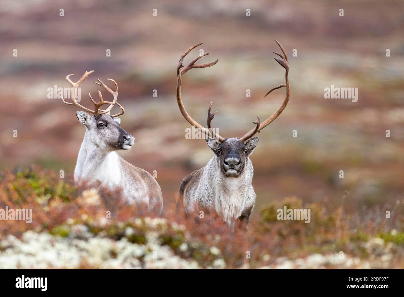 Wild mountain reindeer (Rangifer tarandus tarandus), reindeer, in ...