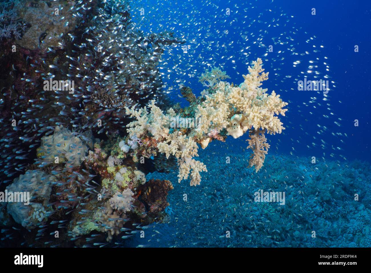 Broccoli tree (Litophyton arboreum) and shoal, group of Red Sea ...