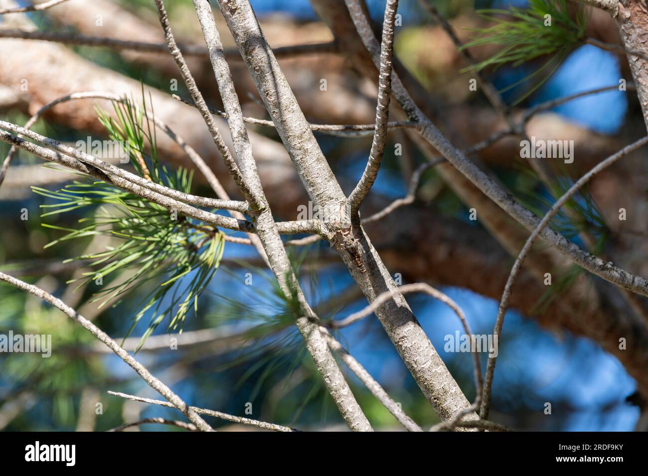 a cicada singing from a pine tree branch in the idyllic summers of ...