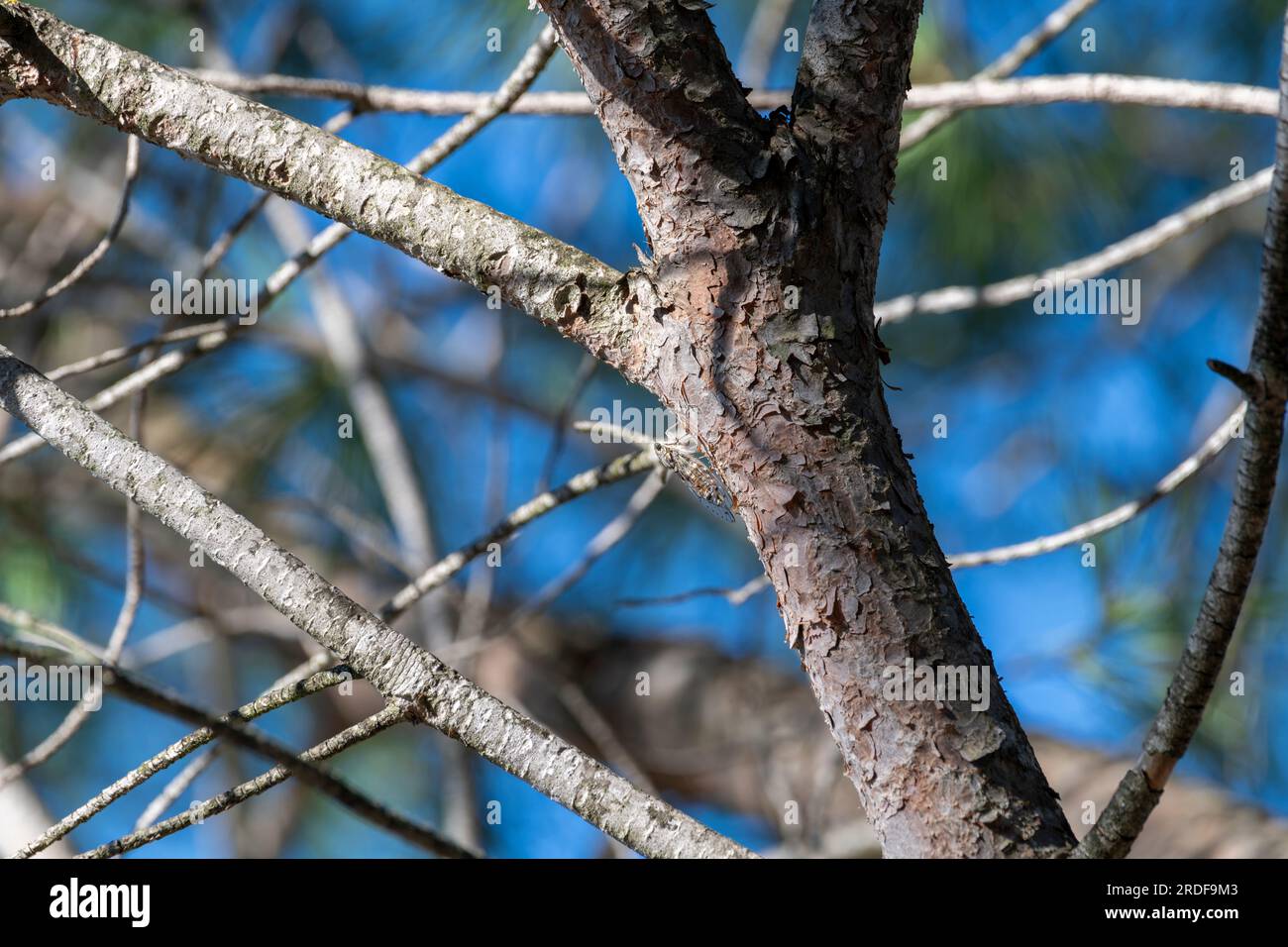 a cicada singing from a pine tree branch in the idyllic summers of ...