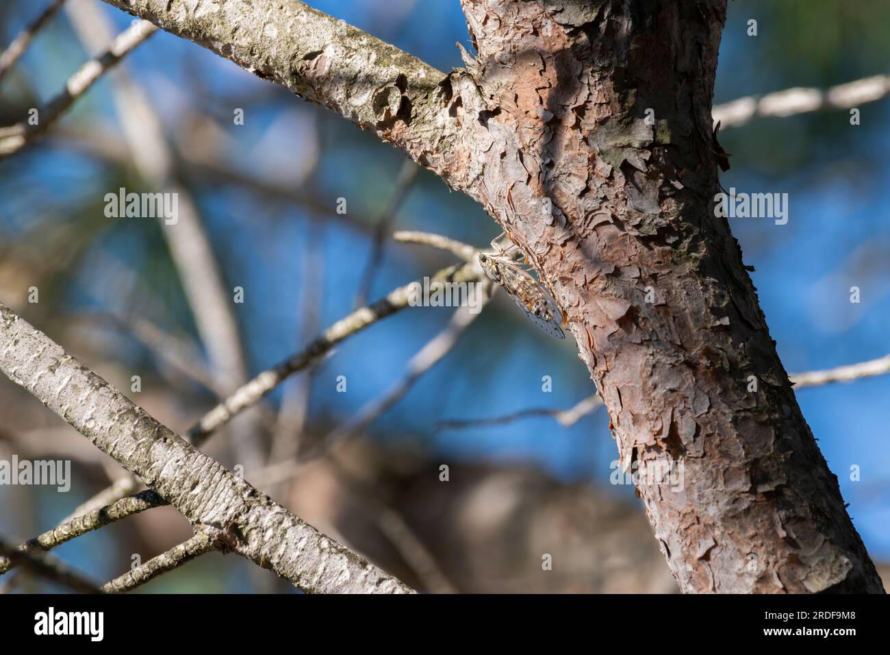 a cicada melodiously sings from a pine tree branch during summer, South ...