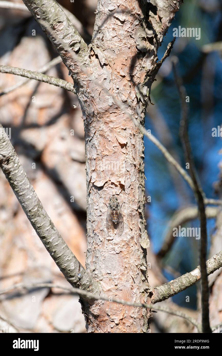 a cicada singing from a pine tree branch in the idyllic summers of ...