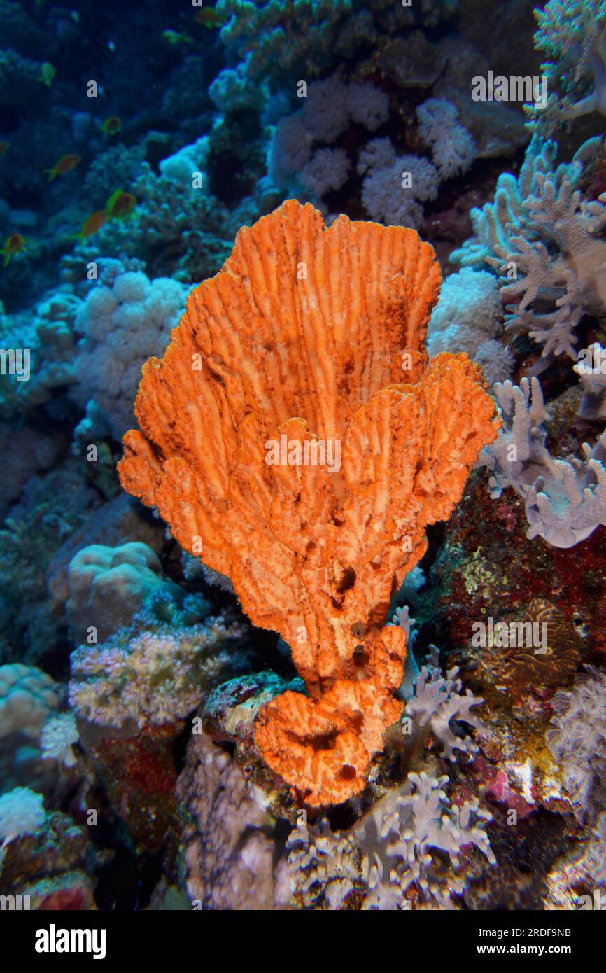 Elephant ear sponge (Acanthaster carteri), Dangerous Reef dive site, St ...