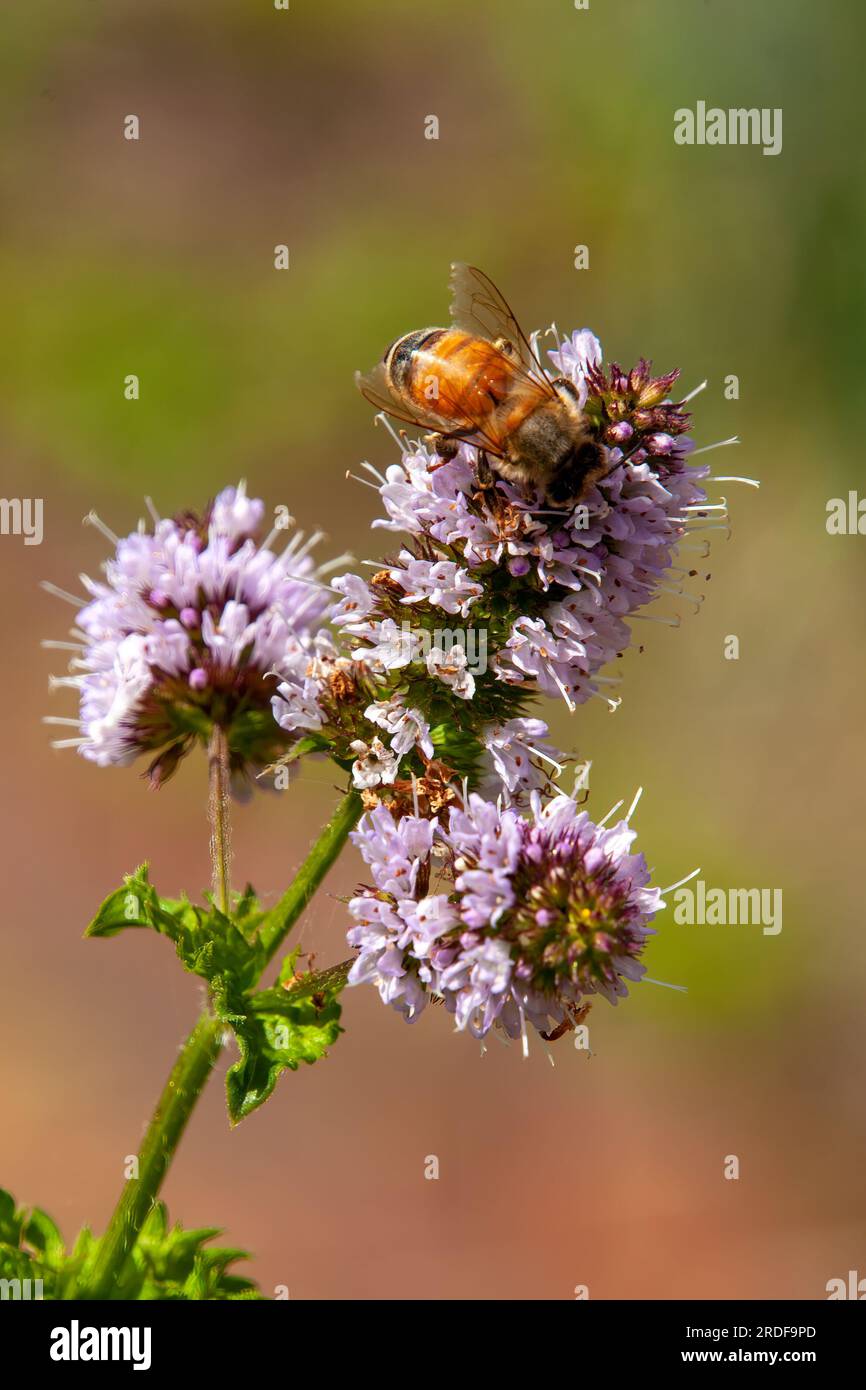 Sydney Australia, bee on purple mentha x piperita vulgaris or ...