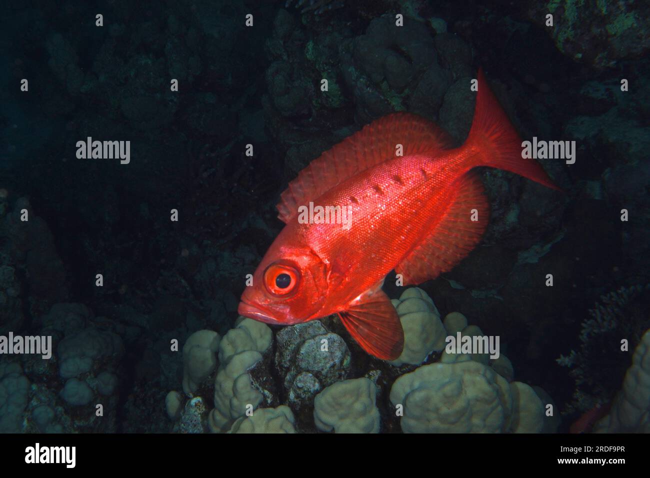 Common bigeye (Priacanthus hamrur) at night, Dangerous Reef dive site ...