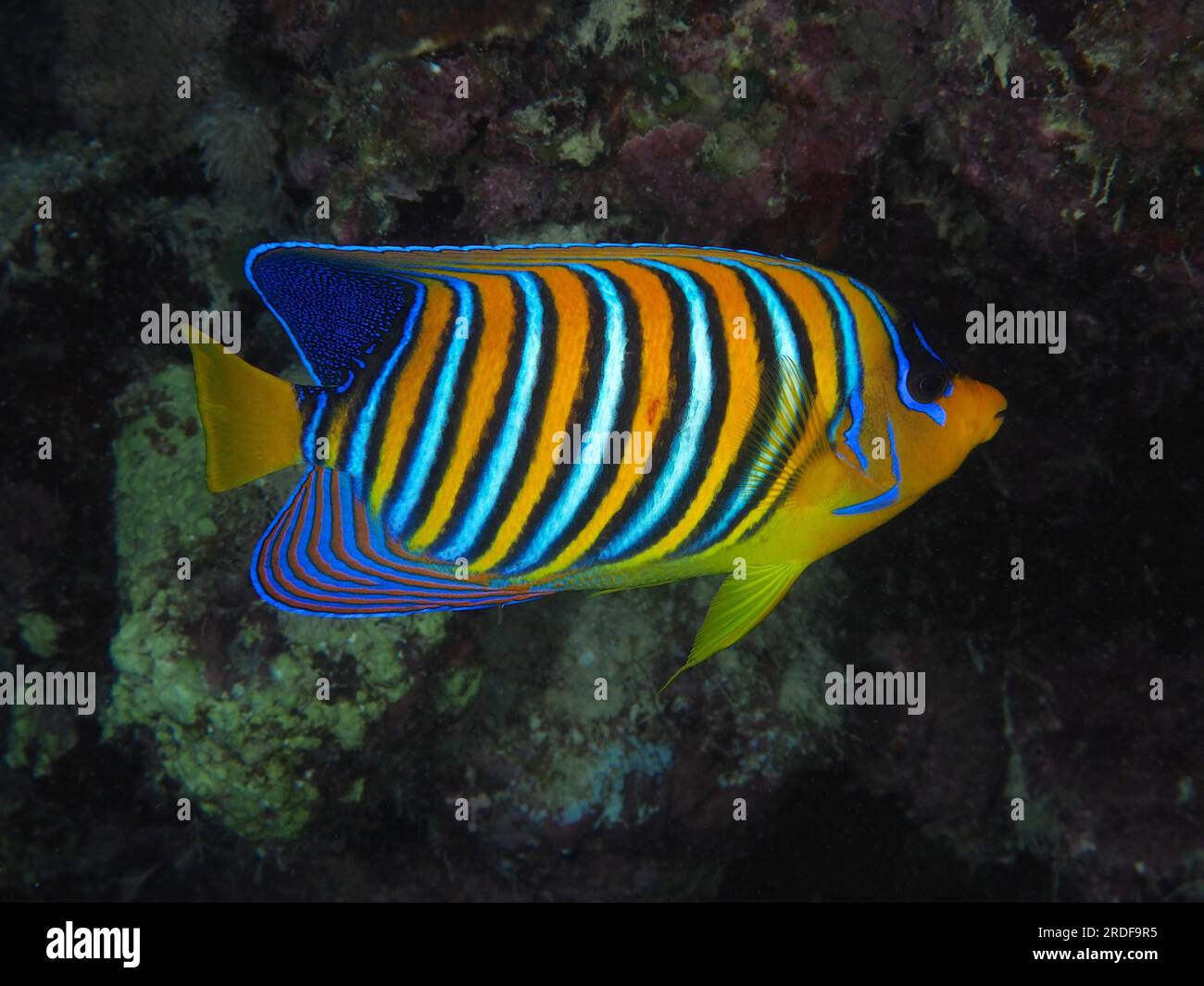 Royal angelfish (Pygoplites diacanthus), House Reef dive site, Mangrove ...
