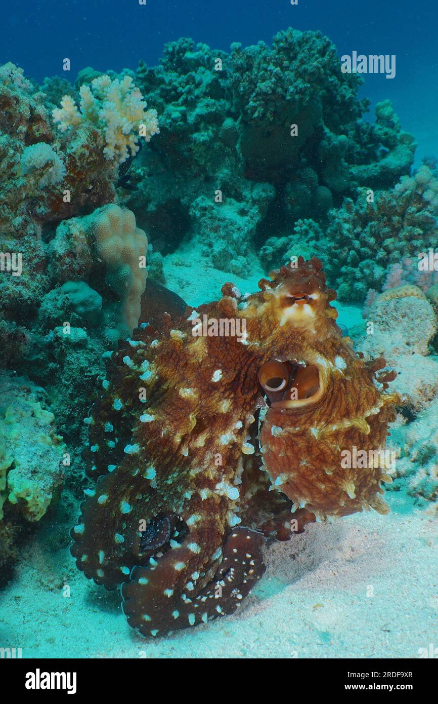 Great Blue Octopus (Octopus cyaneus), Dive Site House Reef, Mangrove ...
