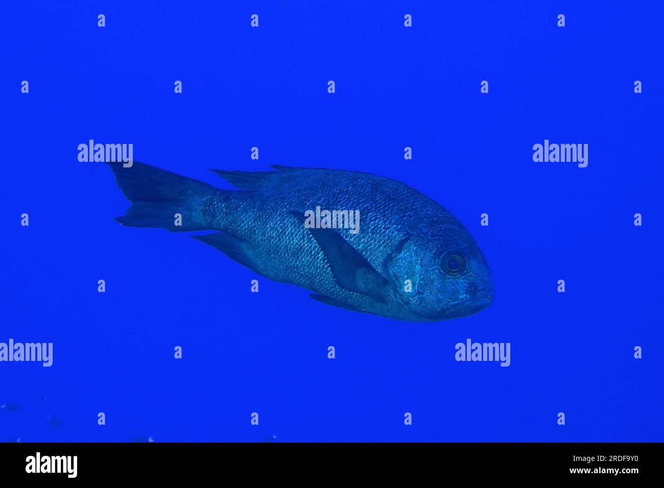 Black and white snapper (Macolor niger), Dangerous Reef Dive Site, St ...