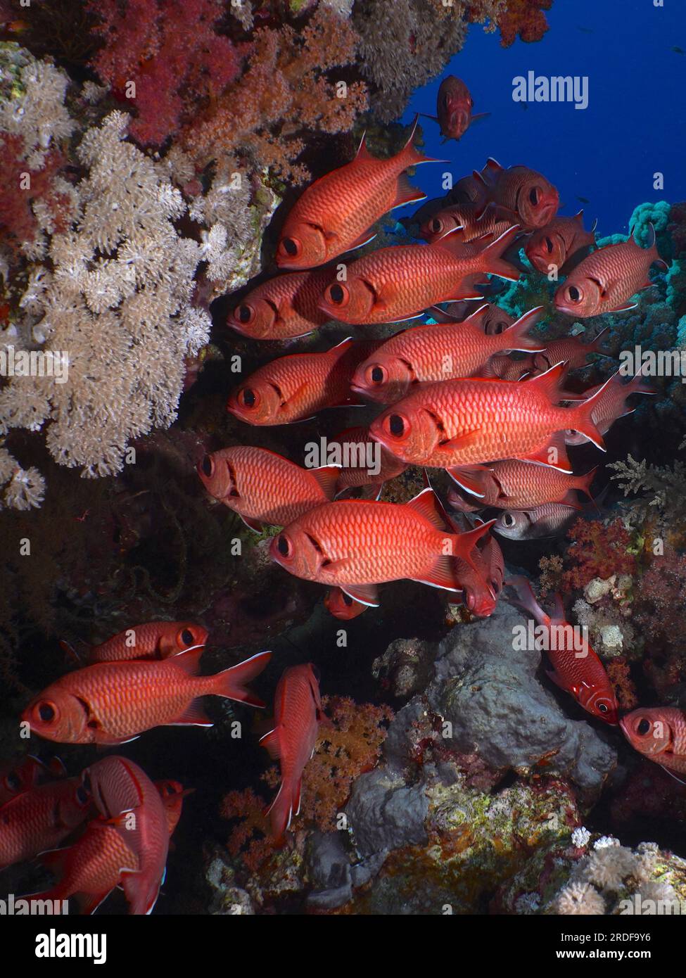 Shoal, group of white fringed soldierfish (Myripristis murdian ...