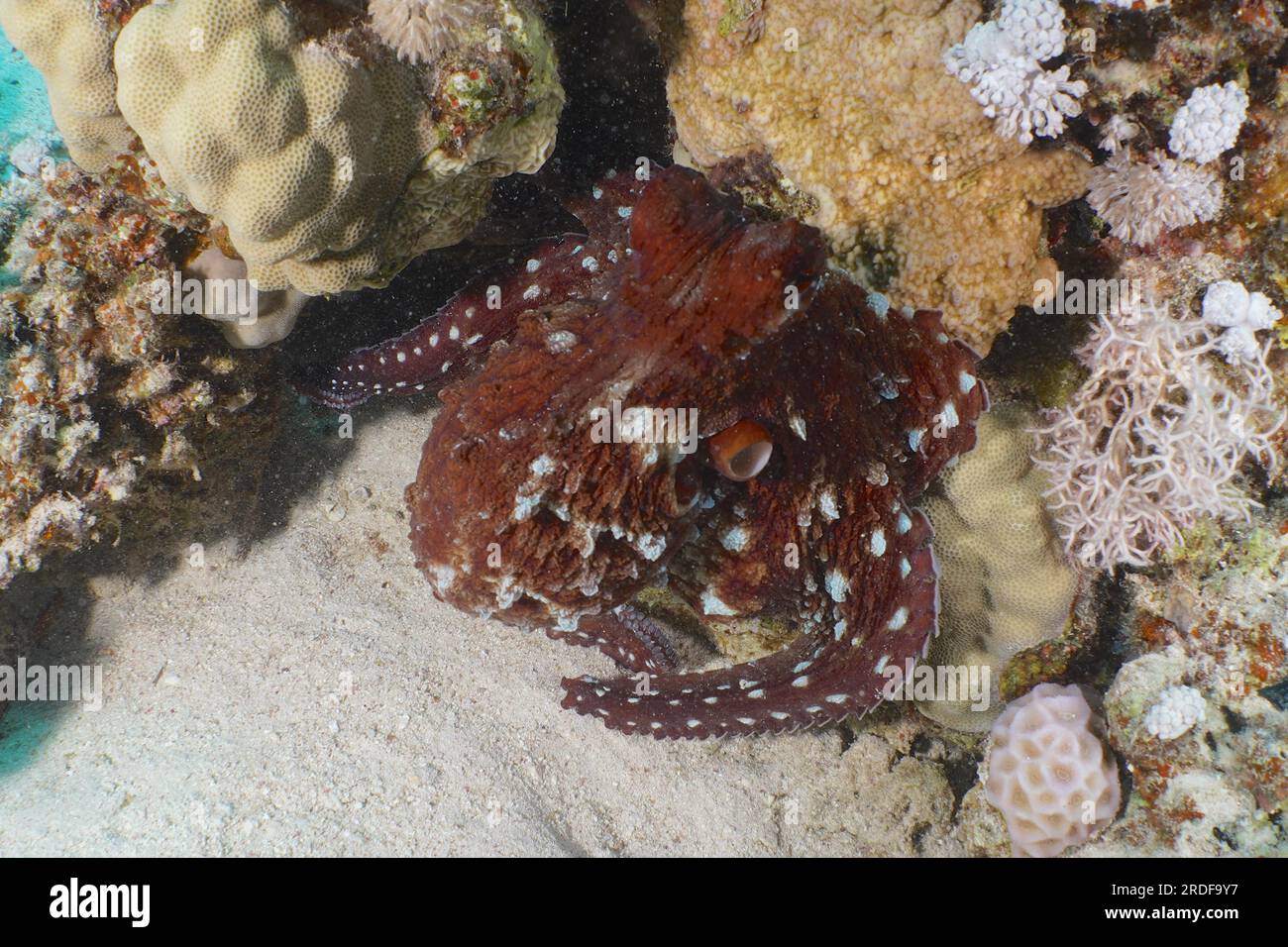 Great Blue Octopus (Octopus cyaneus), Dive Site House Reef, Mangrove ...