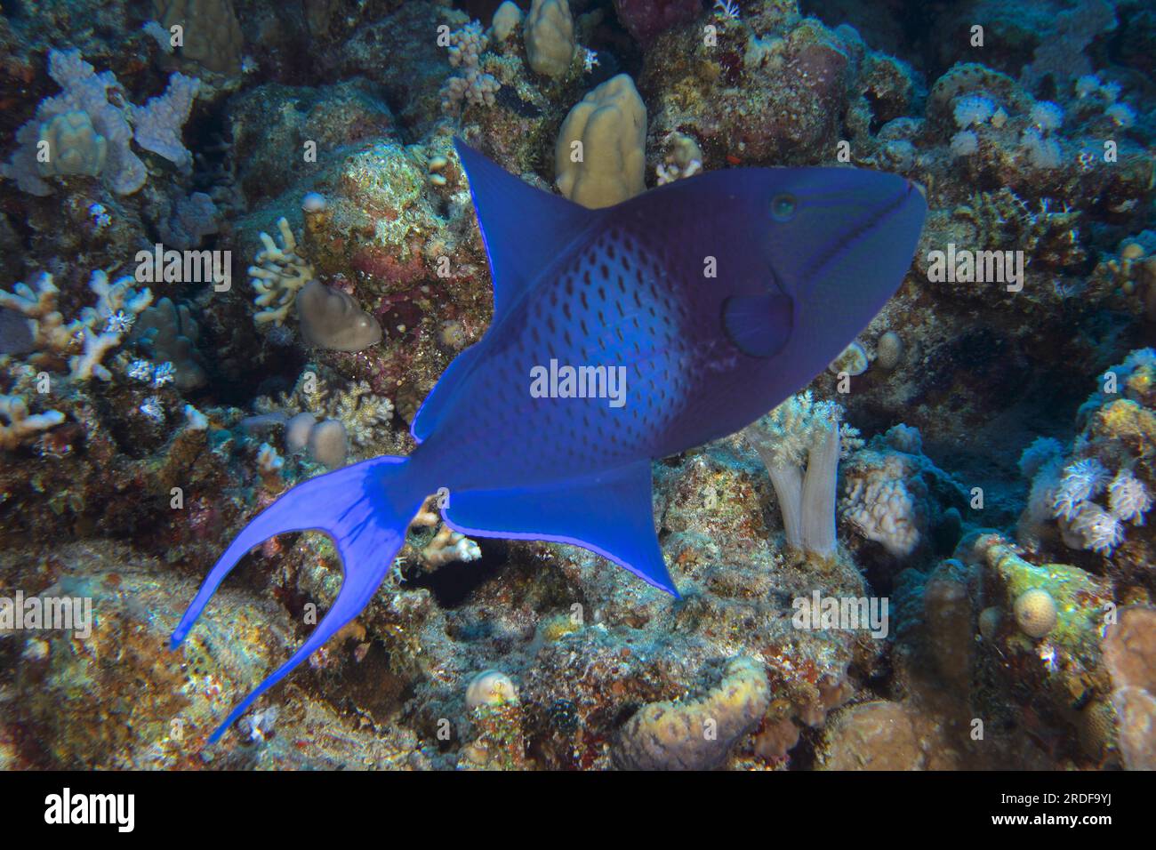 Redtoothed triggerfish (Odonus niger), House reef dive site, Mangrove ...