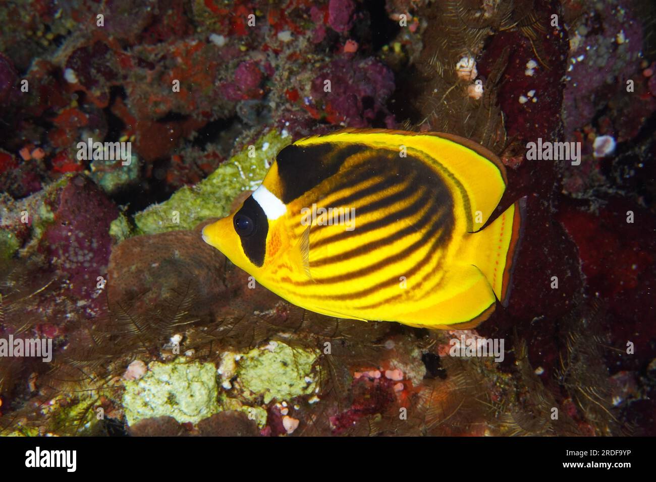 Diagonal butterflyfish (Chaetodon fasciatus), St Johns reef dive site ...
