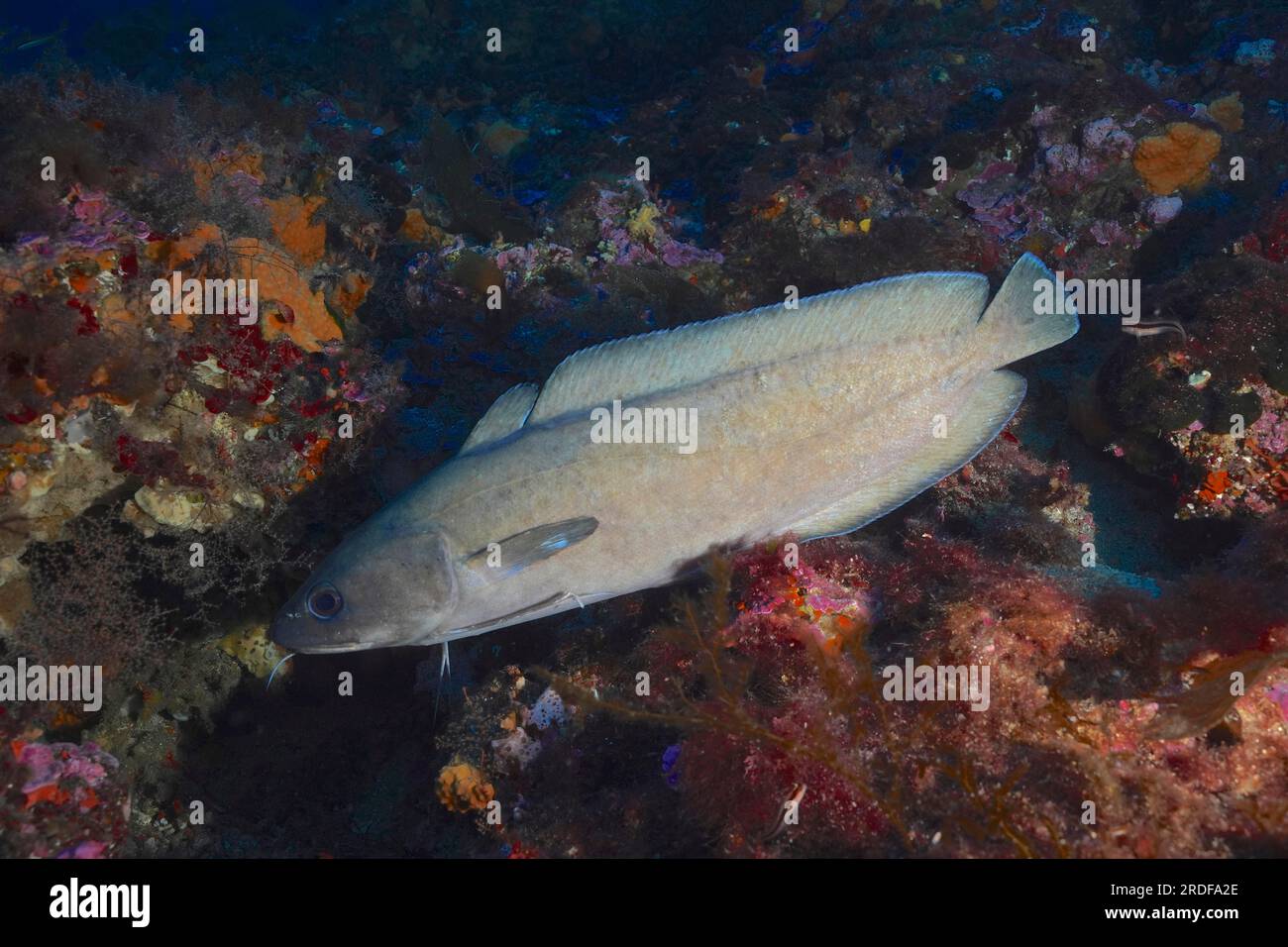 Dark forkbeard (Phycis phycis), light colouration, in the Mediterranean ...
