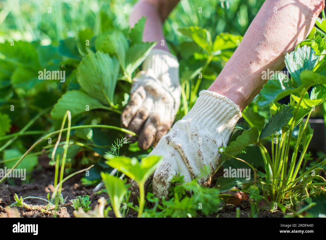 The farmer takes care of the plants in the vegetable garden on the farm ...