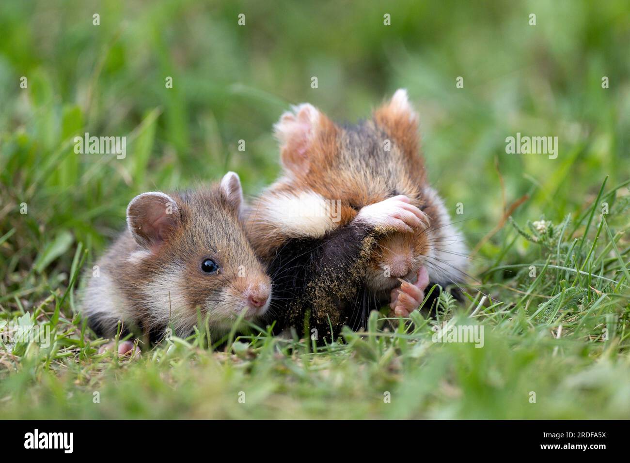 European hamster (Cricetus cricetus) in a meadow, young with mother ...