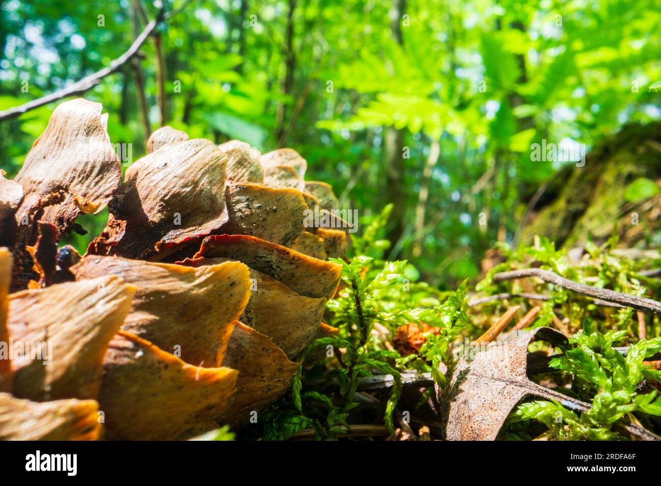 Close-up moss and plants in the forest. Detailed microcosm. Low point ...
