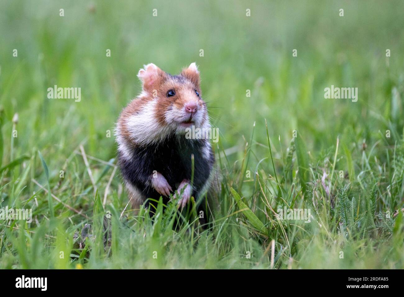 European hamster (Cricetus cricetus) in a meadow, Vienna, Austria Stock ...