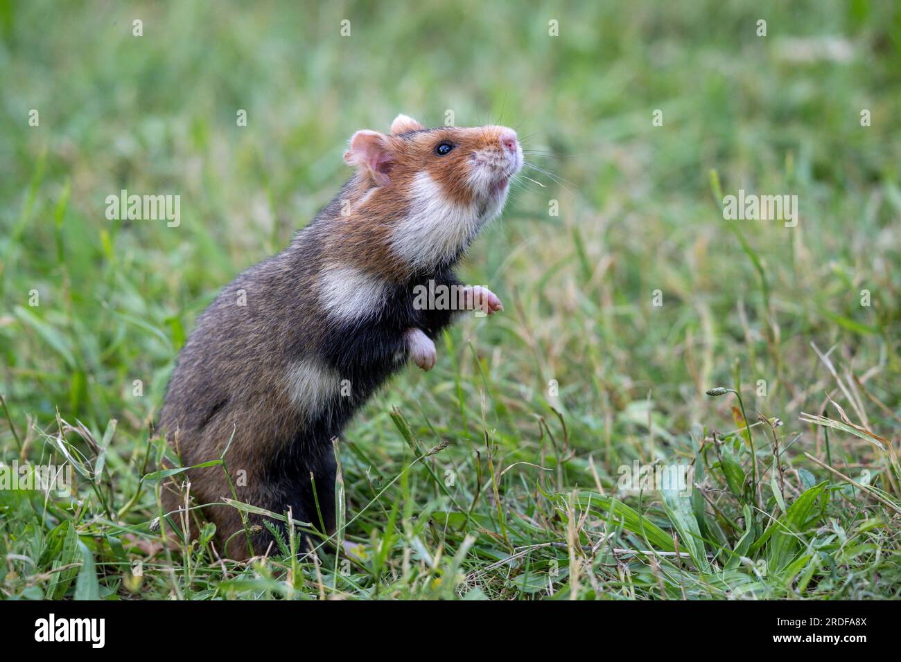 European hamster (Cricetus cricetus) in a meadow, Vienna, Austria Stock ...
