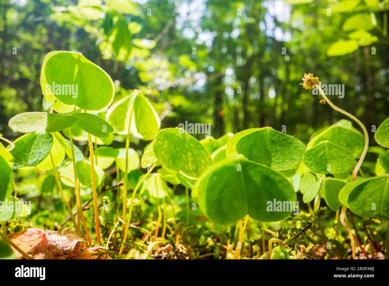 Close-up moss and plants in the forest. Detailed microcosm. Low point ...
