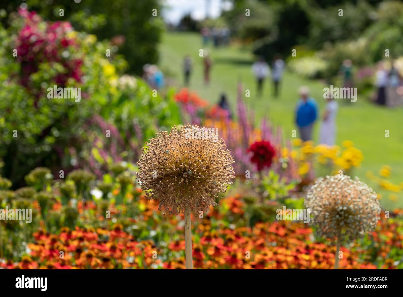 Stunning, colourful mixed flower borders at the RHS Wisley Garden ...