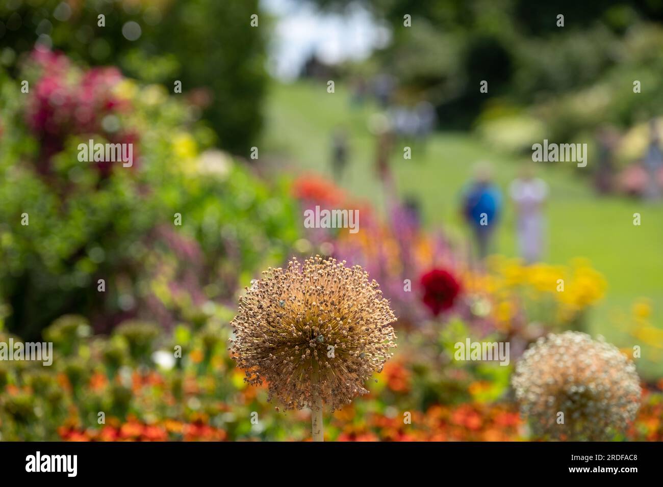 Stunning, colourful mixed flower borders at the RHS Wisley Garden ...