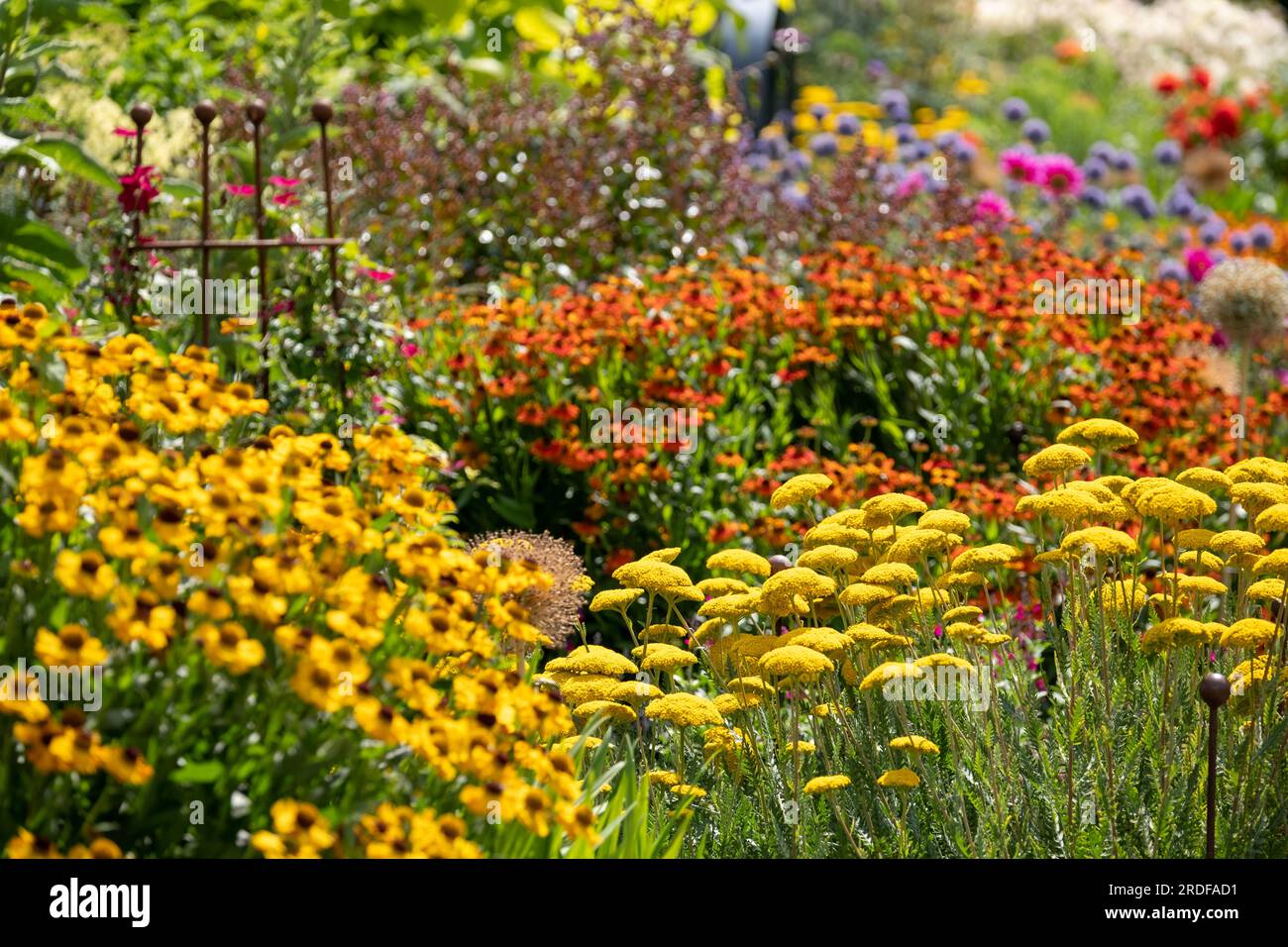 Stunning, colourful mixed flower borders at the RHS Wisley Garden ...