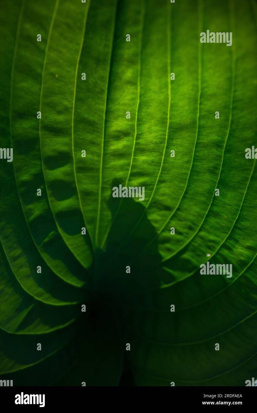 A beautiful fresh green leaf close-up highlighted by the sun. Detailed ...