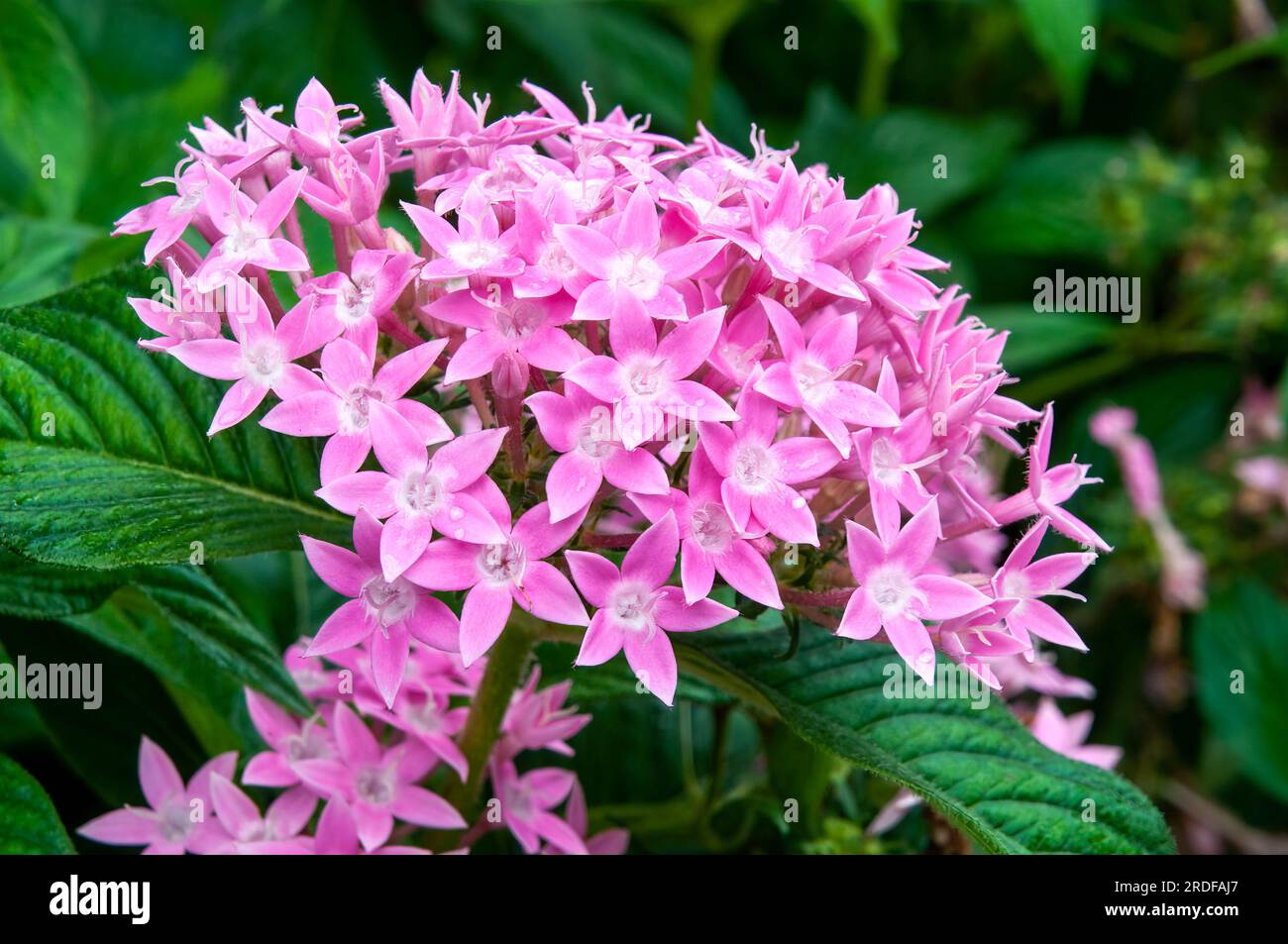 Yemen australia hi-res stock photography and images - Alamy