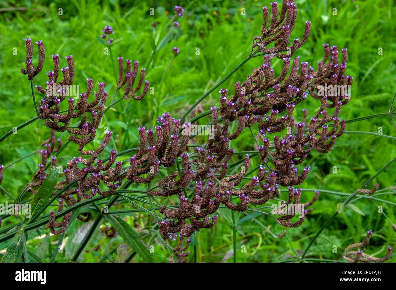 Sydney Australia, flower stems of a verbena officinalis Stock Photo - Alamy