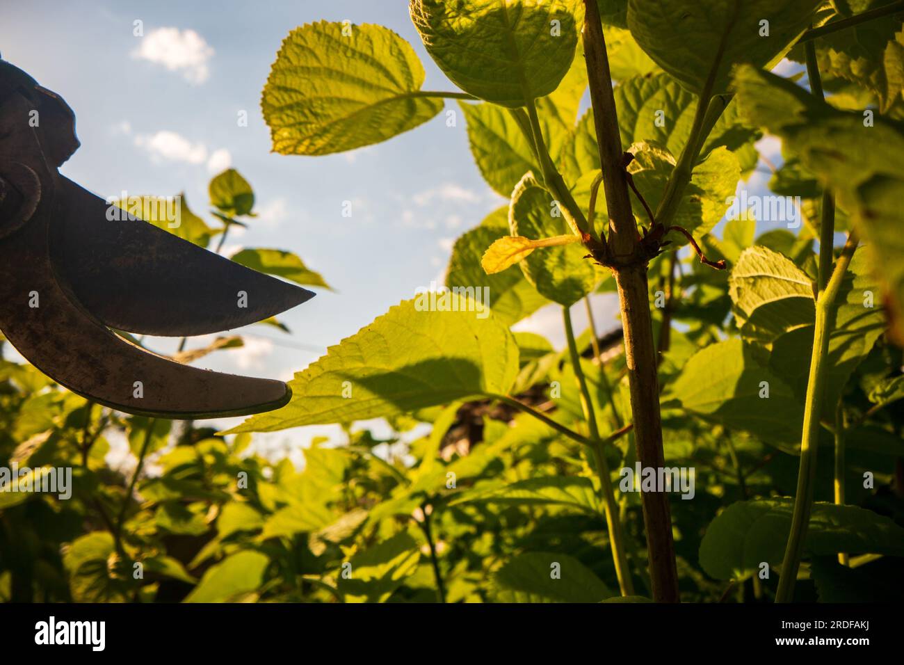 Farmer who make pruning of bushes with secateurs. Gardening Tools ...