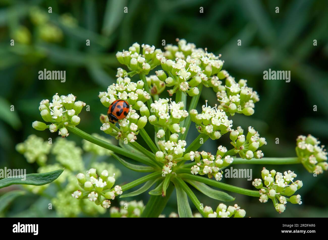 Rock sampire hi-res stock photography and images - Alamy