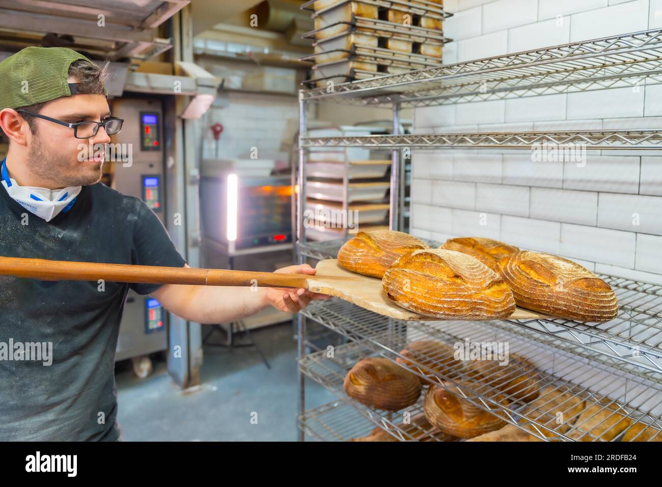 Baker in the bakery workshop placing the loaves from the oven on the ...