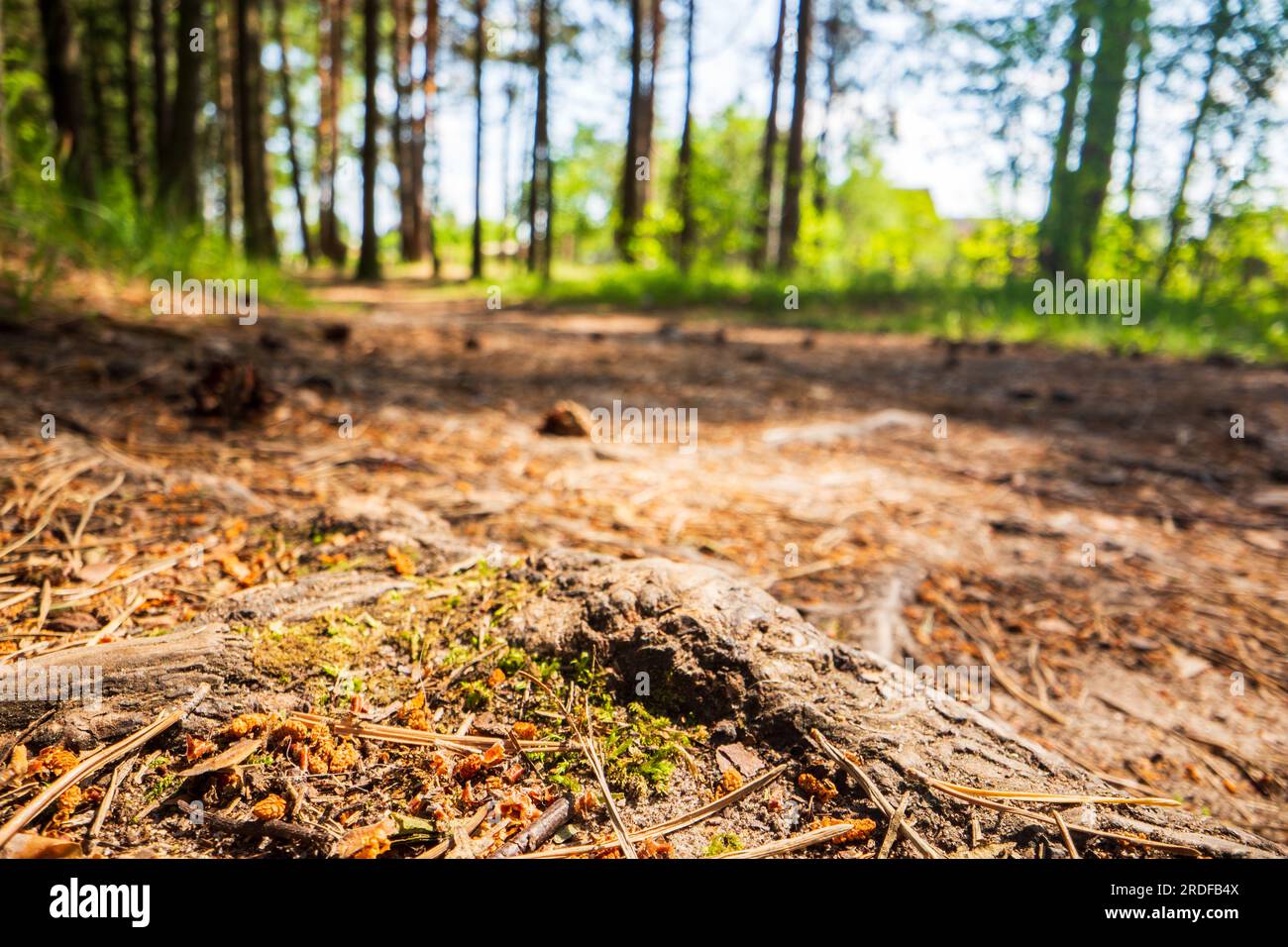 Close-up roots of pine in forest. Low point of view in nature landscape ...