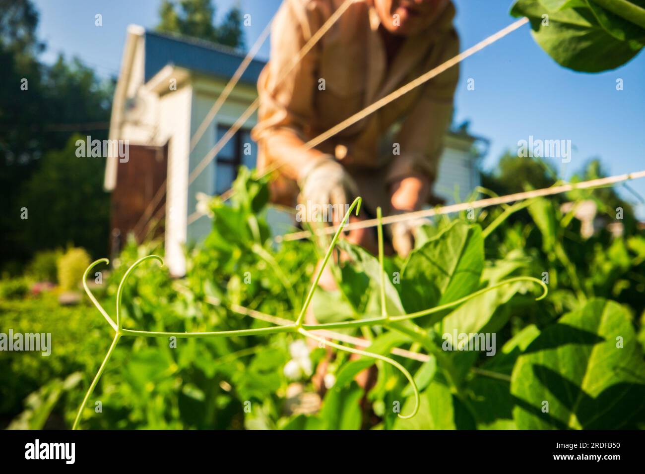 The farmer takes care of the plants in the vegetable garden on the farm ...