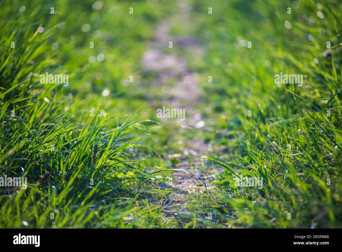 Fresh green grass on a sunny summer day close-up. Beautiful natural ...